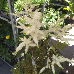 Mary's Garden Patch Fall Bulbs: Astilbes