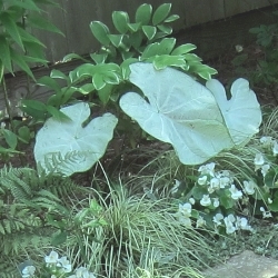 Caladiums