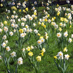 Mary's Garden Patch: Bushels of Bulbs (Fall)